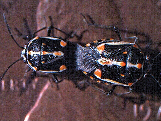 Pest Alerts - North Central Integrated Pest Management Center