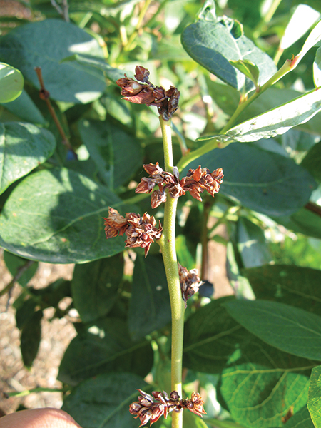 Blueberry Shock Virus - North Central Integrated Pest Management Center