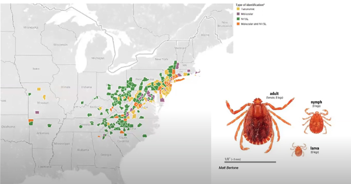 Ecological Epidemiology of the Asian Longhorned Tick: Webinar Recording ...