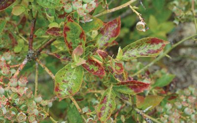 Blueberry Shock Virus - North Central Integrated Pest Management Center