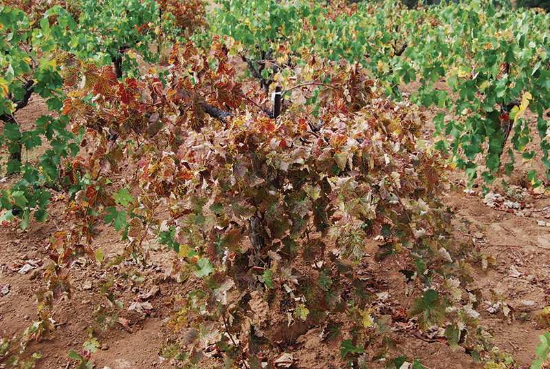 Grapevine Red Blotch-Associated Virus - North Central Integrated Pest ...